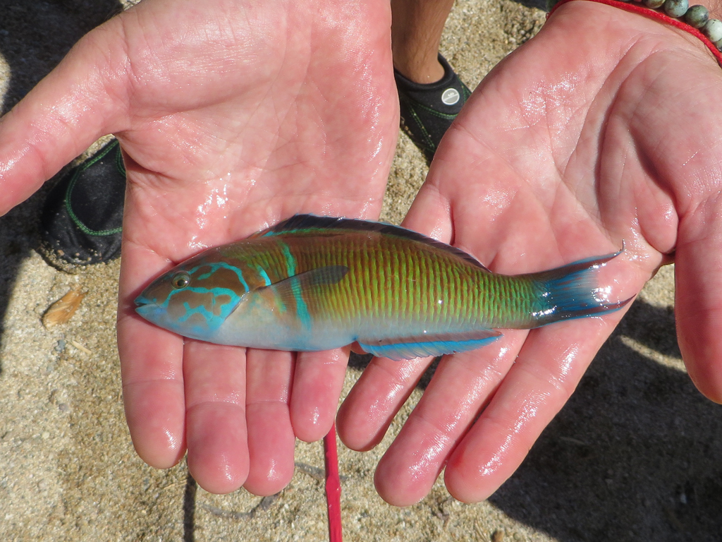 Girelle Paon Un Des Plus Beaux Poissons De M diterran e Normandie Girelle Paon Un Des Plus Beaux Poissons De M diterran e Normandie